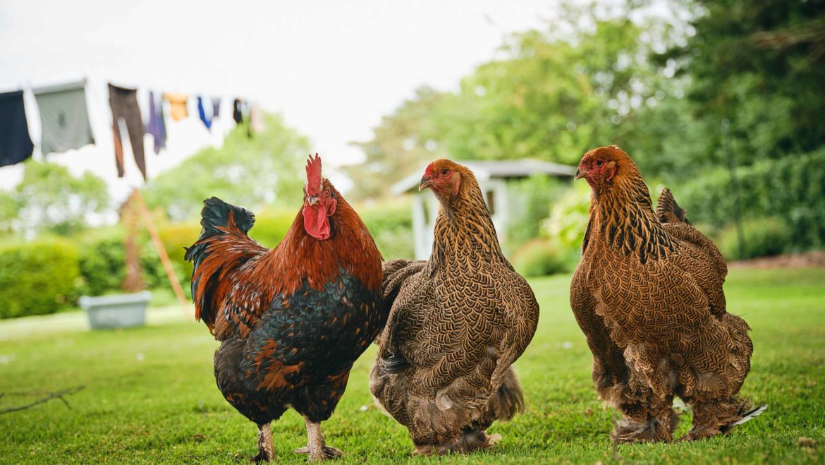 Paws Indoors Mobile Vets - our team