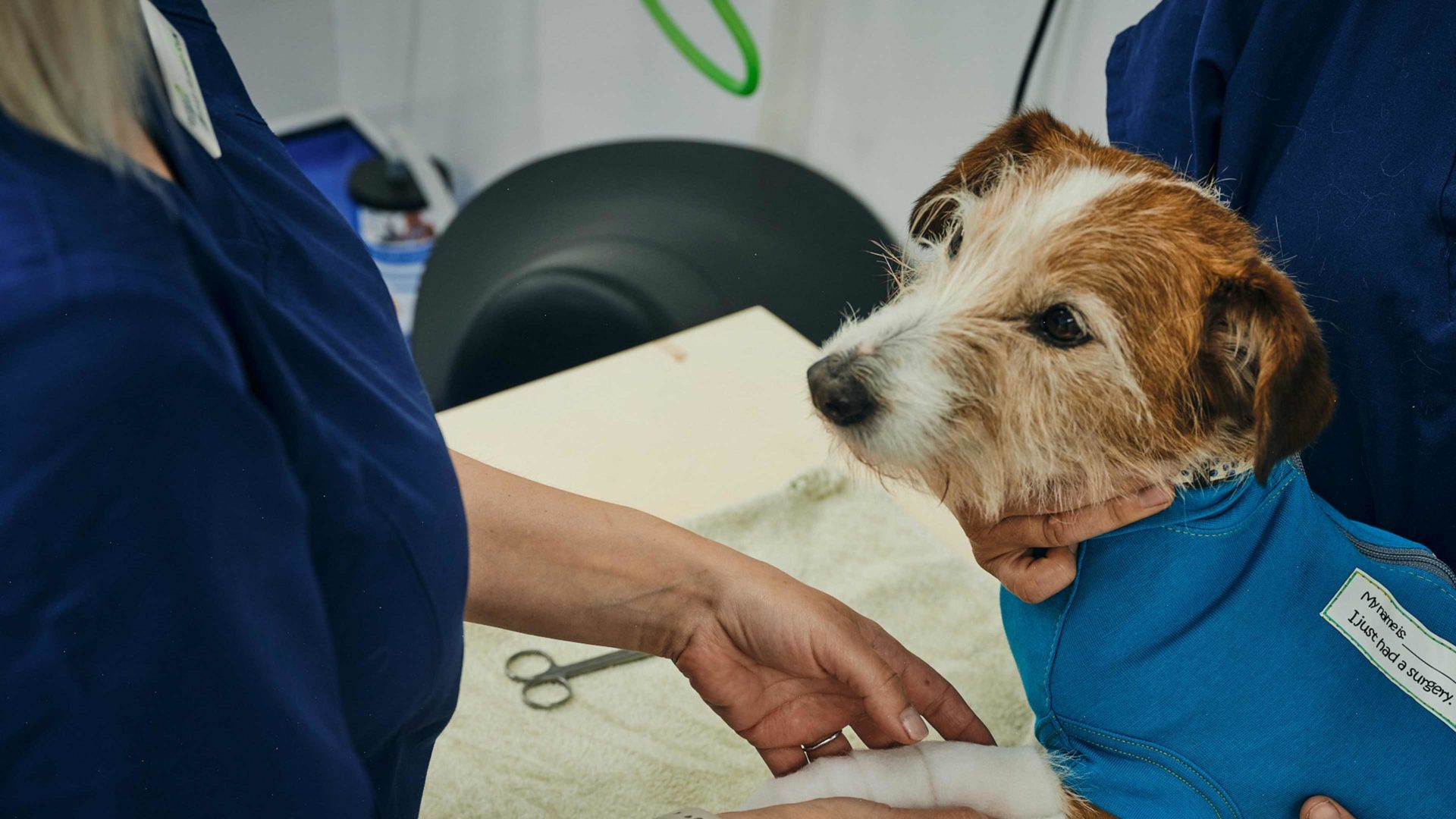 Paws Indoors Mobile Vets - surgery and hospitalisations