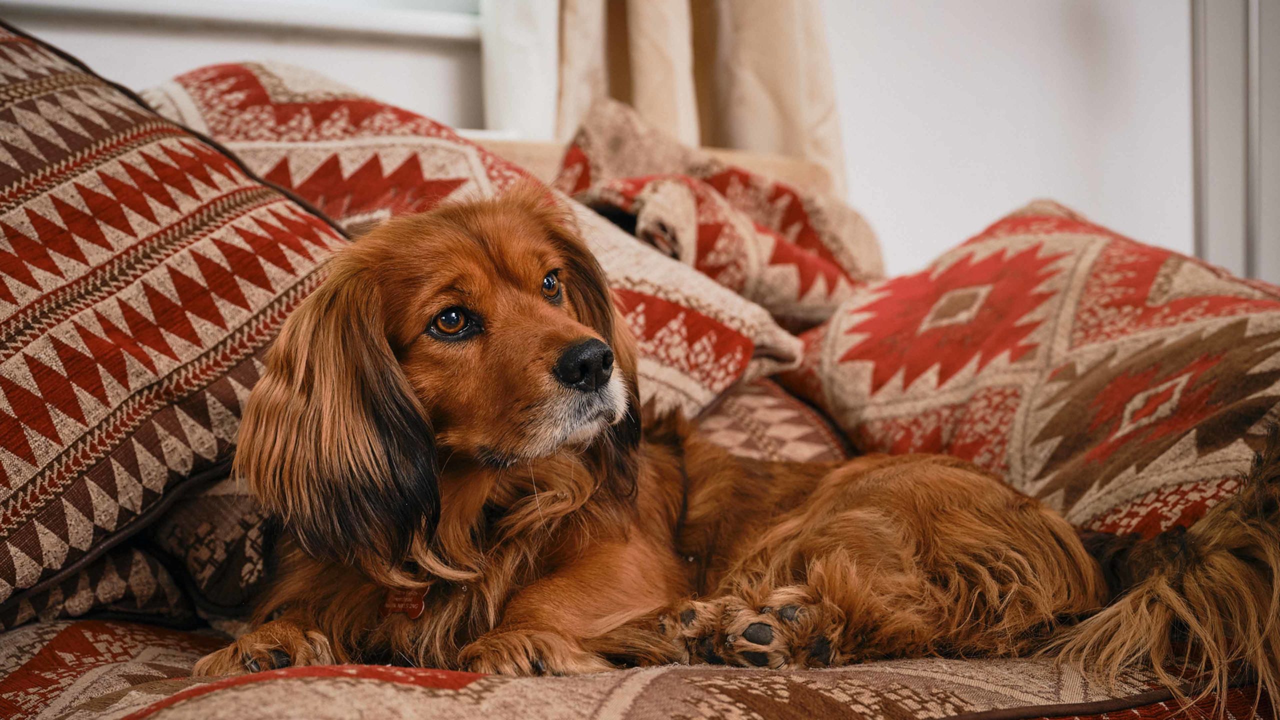 Paws Indoors Mobile Vets - The Final Farewell