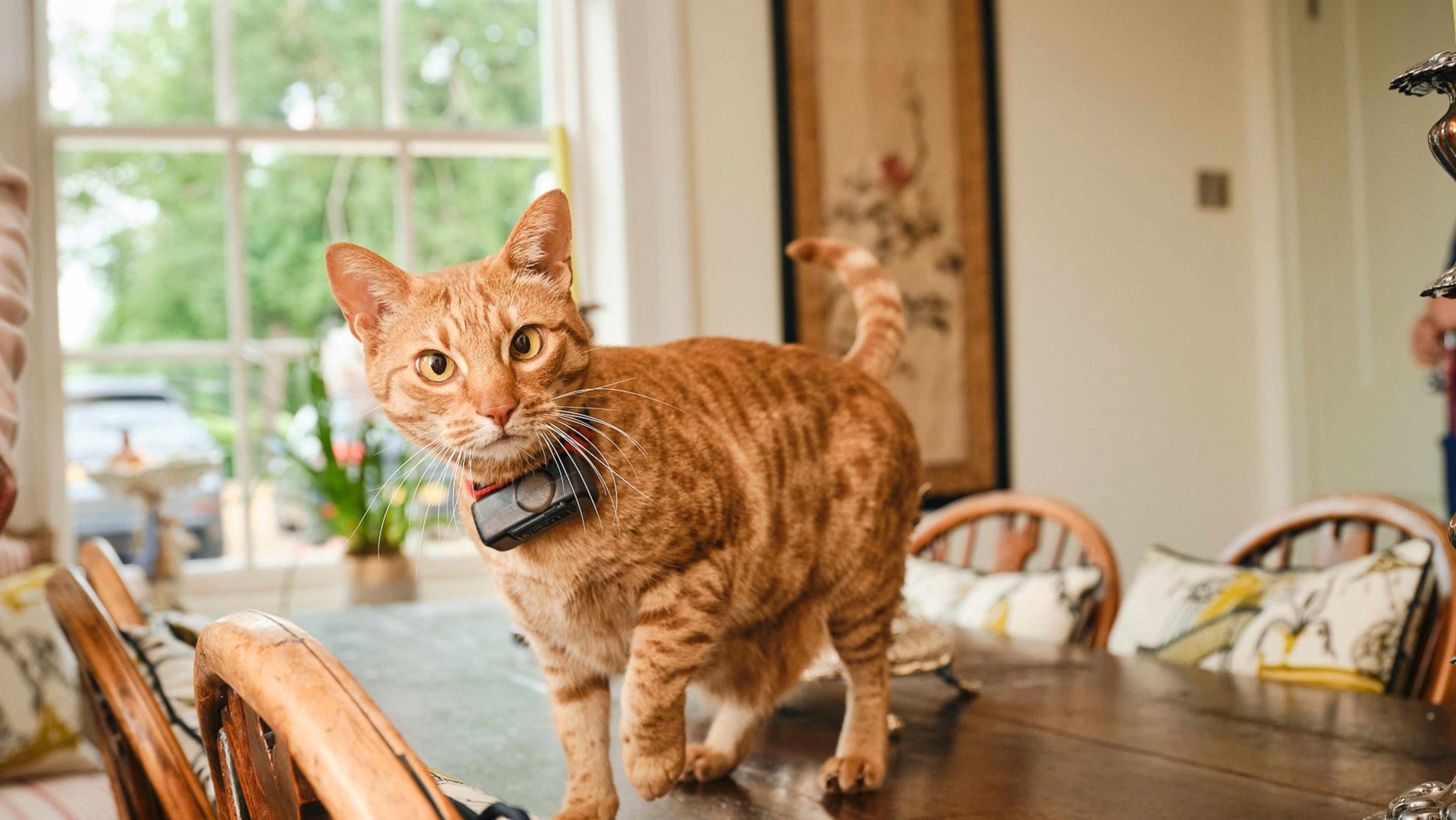 Mobile Vets - Norfolk and North Suffolk