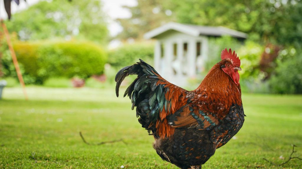 Paws Indoors Mobile Vets - Areas covered for home vet services