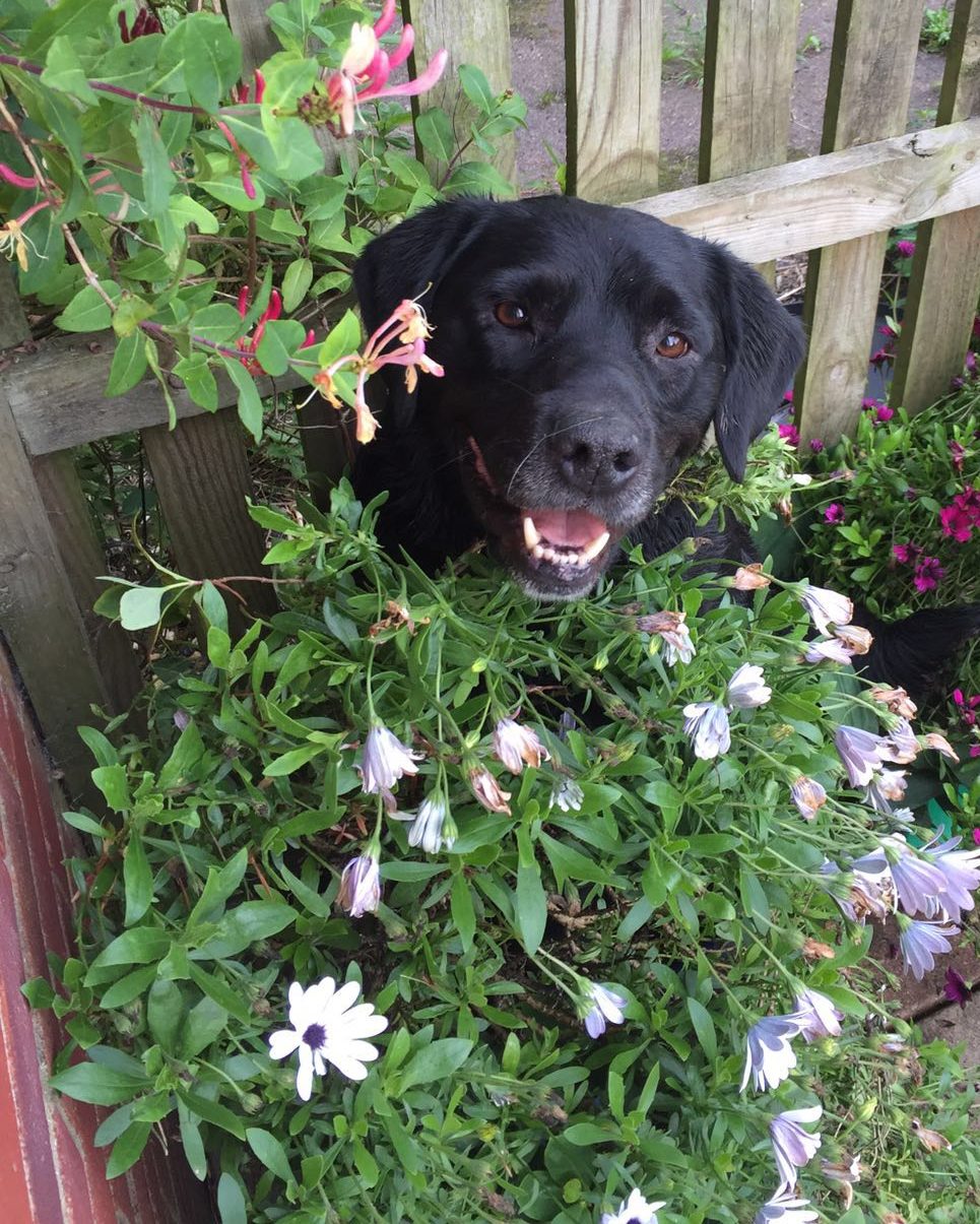 Rolo’s story: Understanding arthritis and quality of life in older dogs ...